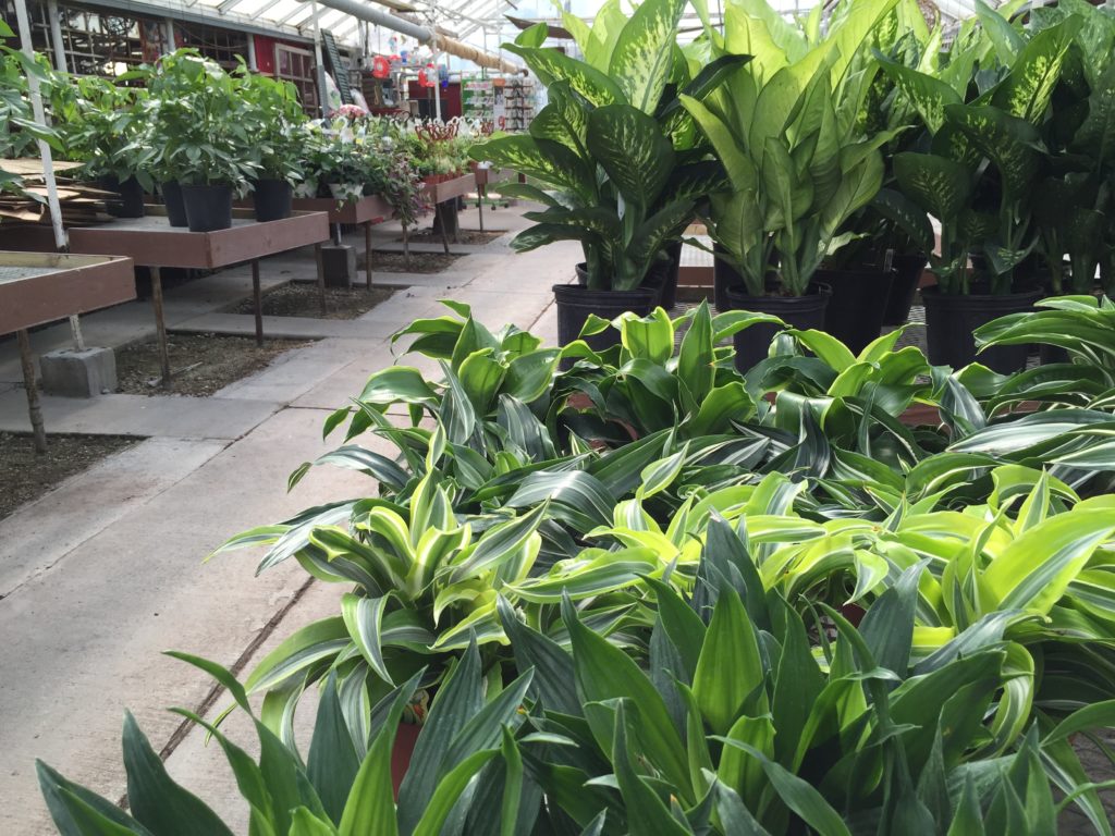 Give the Gift of Plants! - Klein's Floral & Greenhouses