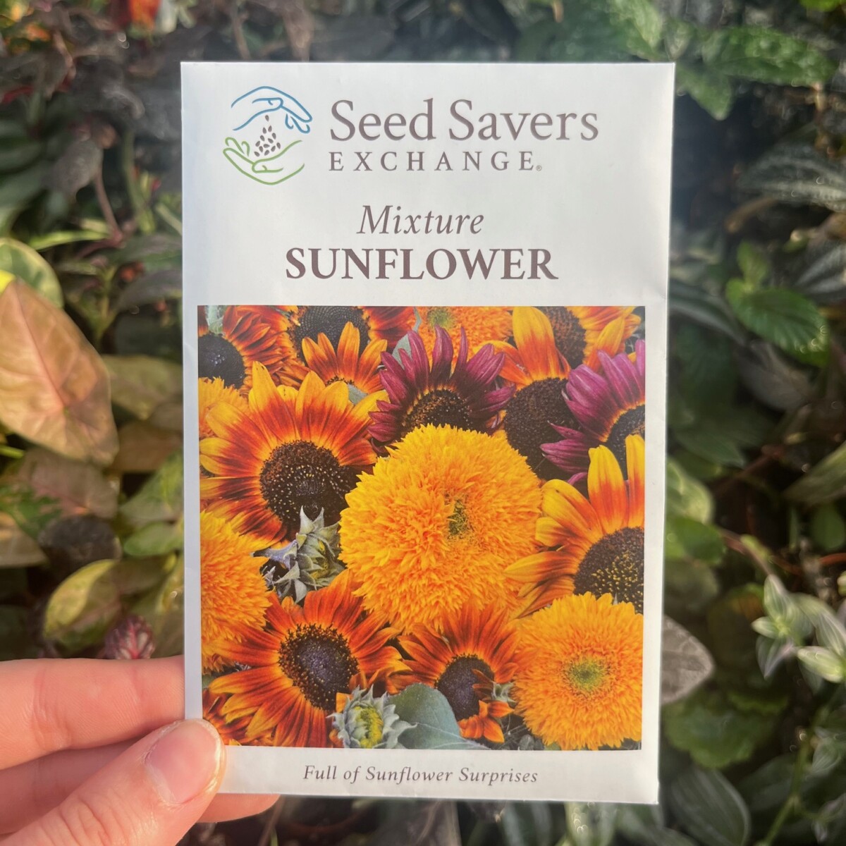 Seed Savers Sunflower, Mixture - Klein's Floral & Greenhouses
