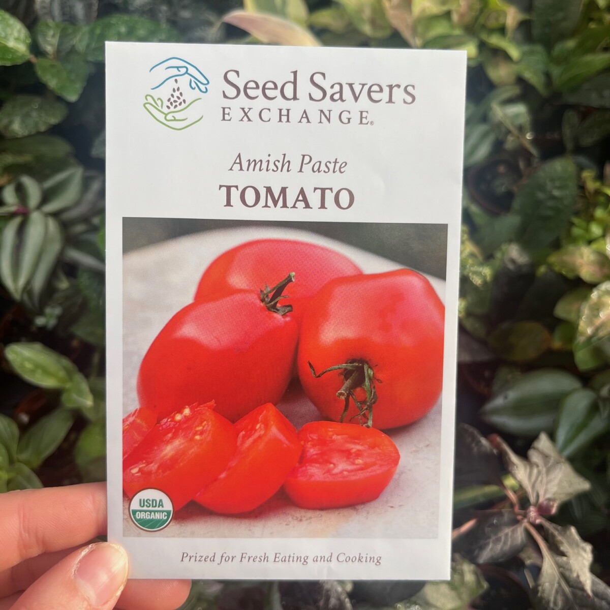 Seed Savers Tomato Amish Paste - Klein's Floral & Greenhouses