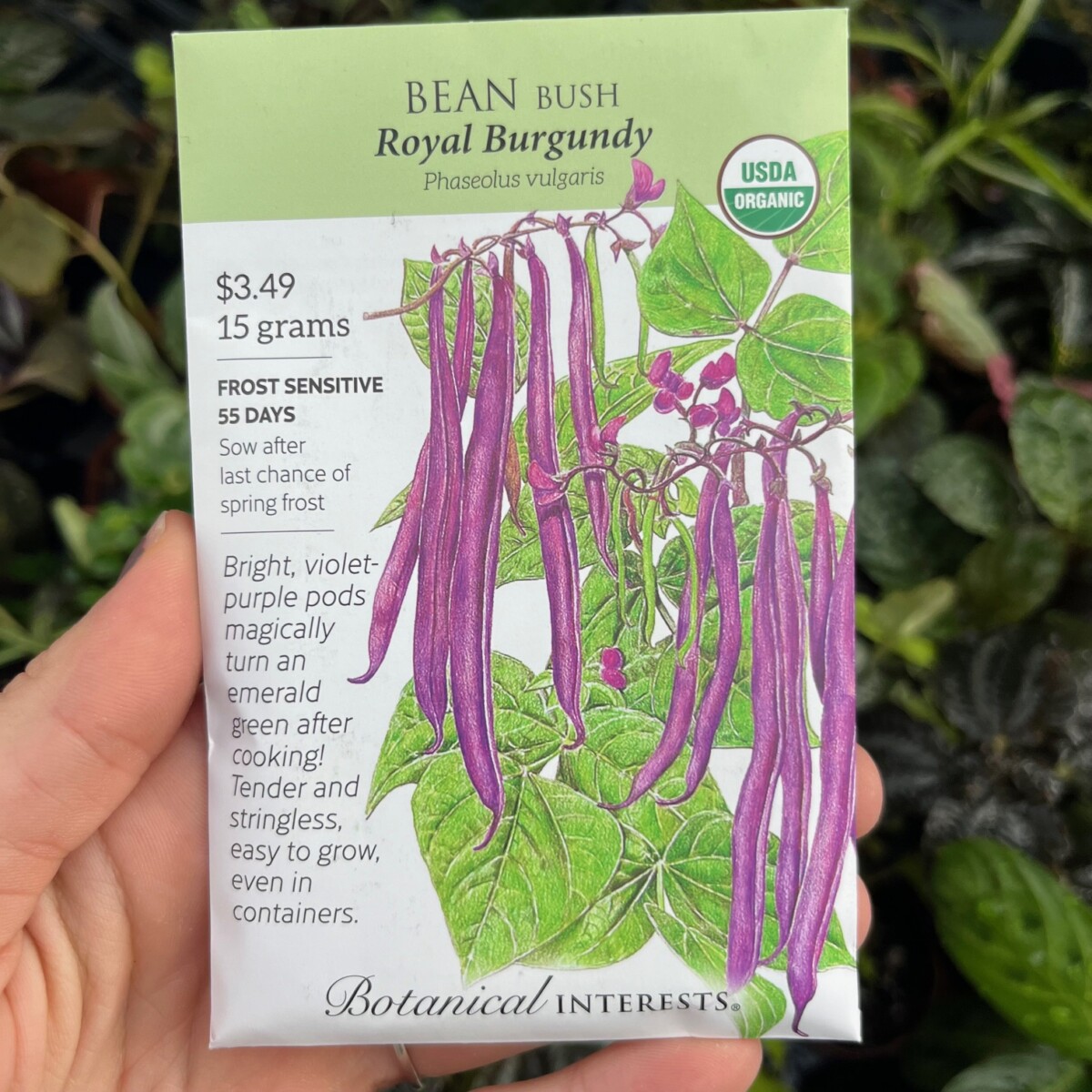 Botanical Interersts Bean Bush Royal Burgundy - Klein's Floral ...