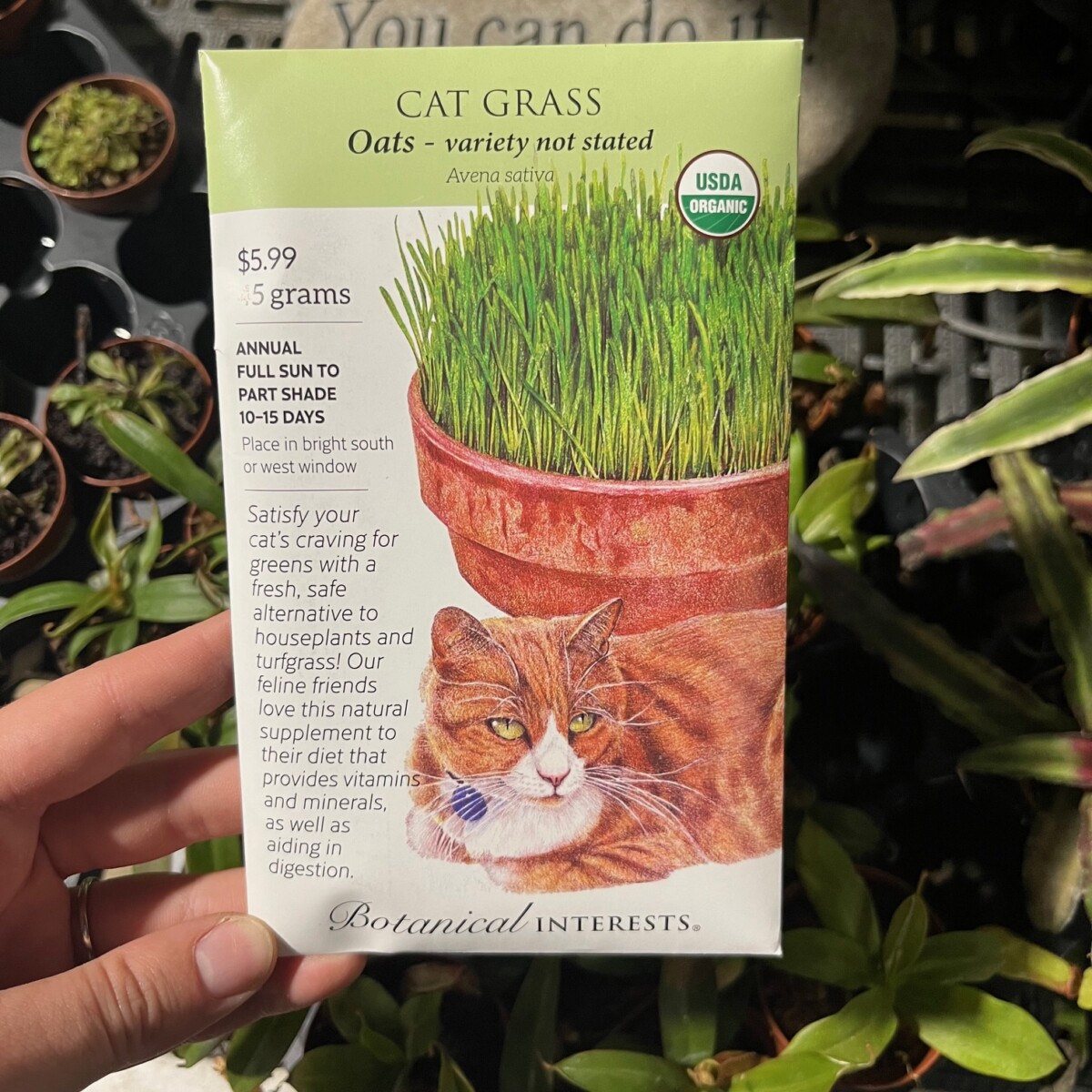 Botanical Interests Cat Grass Mix - Klein's Floral & Greenhouses