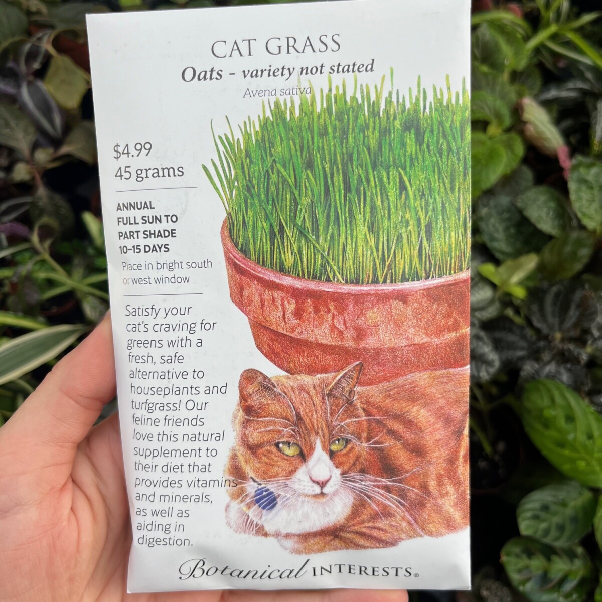 Botanical Interests Cat Grass - Klein's Floral & Greenhouses