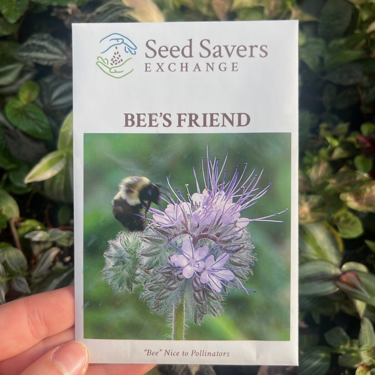 Seed Savers Bee's Friend - Klein's Floral & Greenhouses