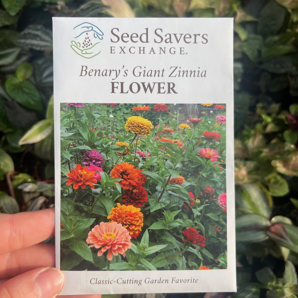 Seed Savers Benarys Giant Zinnia Kleins Floral And Greenhouses