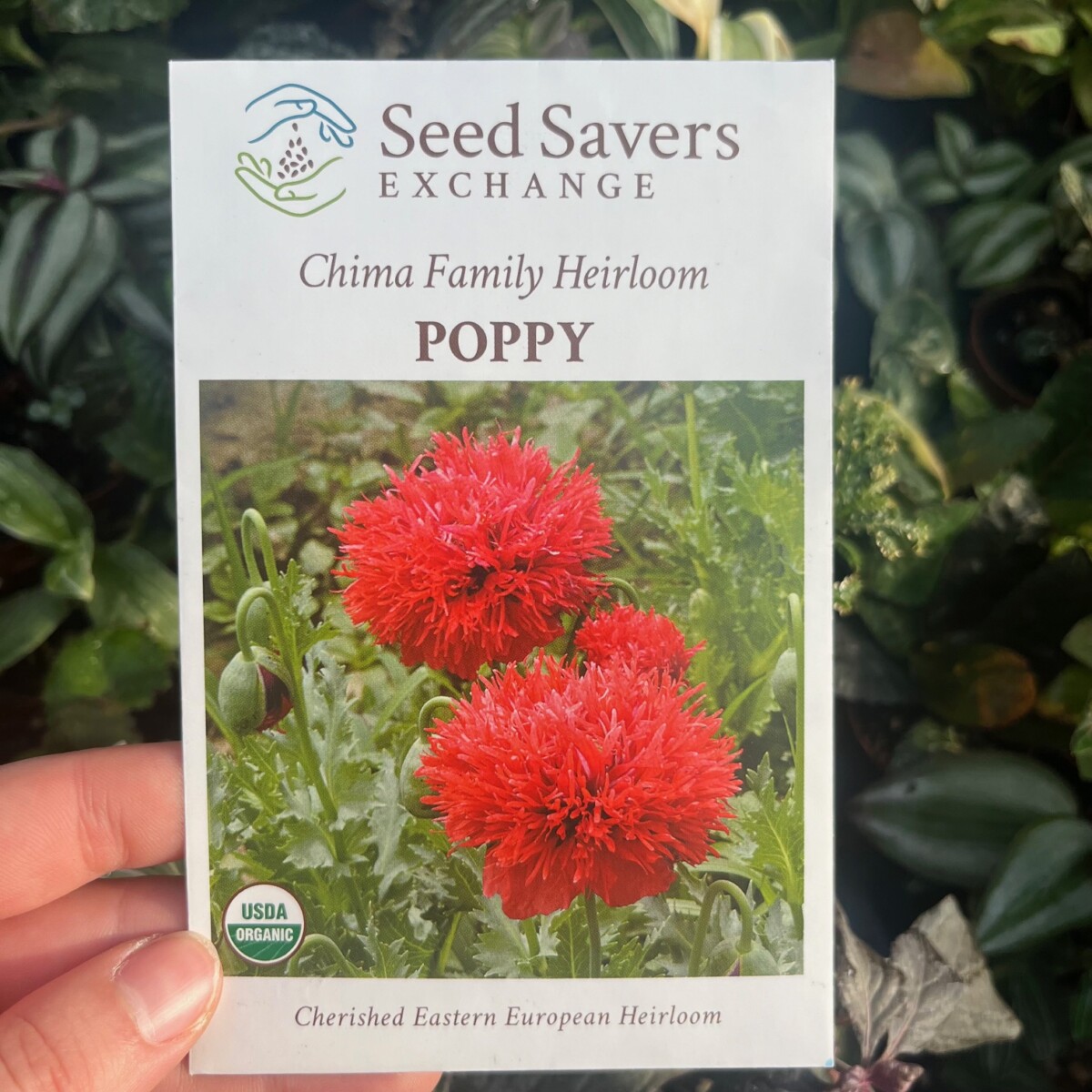 Seed Savers Poppy Chima Family Heirloom - Klein's Floral & Greenhouses
