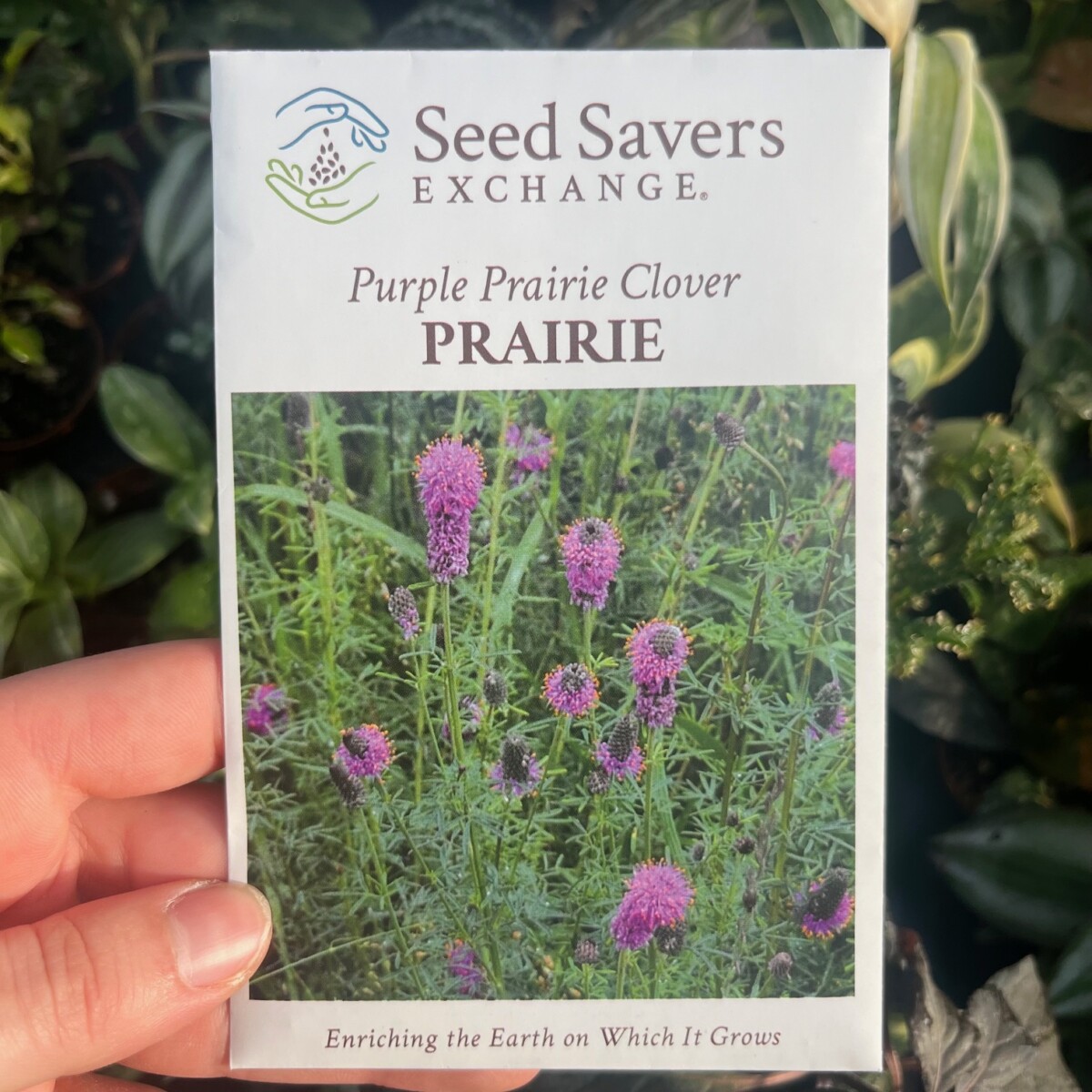 Seed Savers Purple Prairie Clover - Klein's Floral & Greenhouses