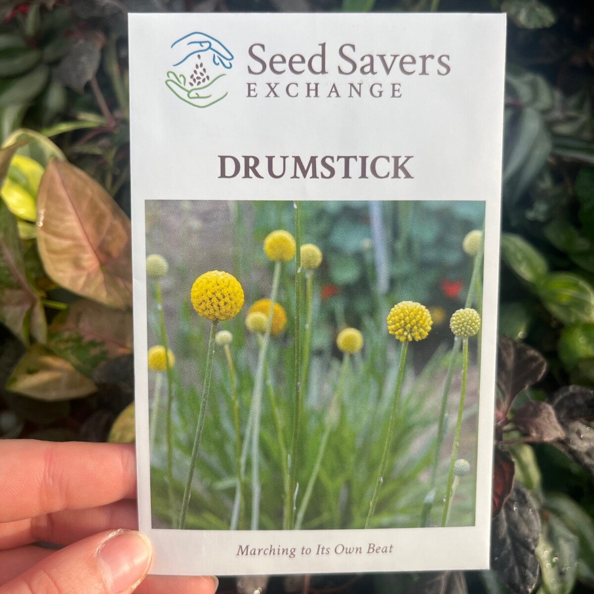 Seed Savers Drumstick Flower - Klein's Floral & Greenhouses