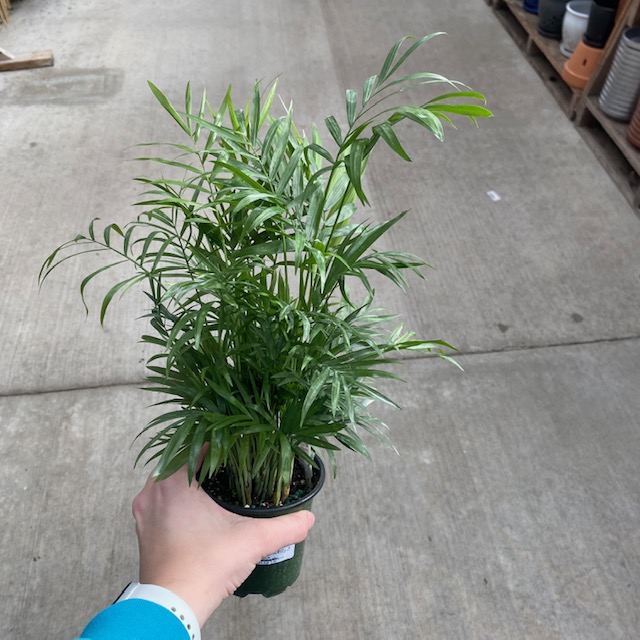 4" Parlor Palm - Klein's Floral & Greenhouses