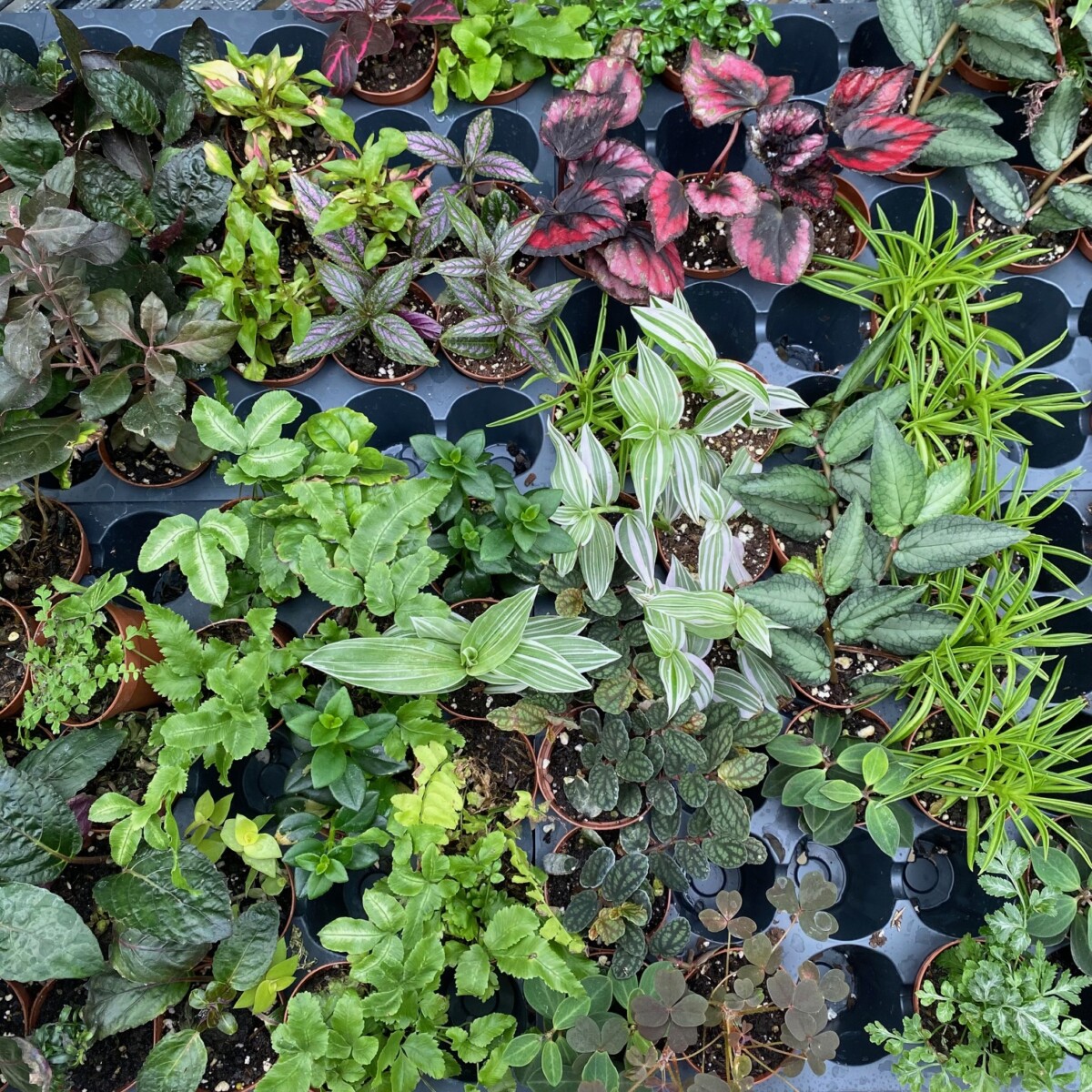 2" Mystery Plant Box - Klein's Floral & Greenhouses