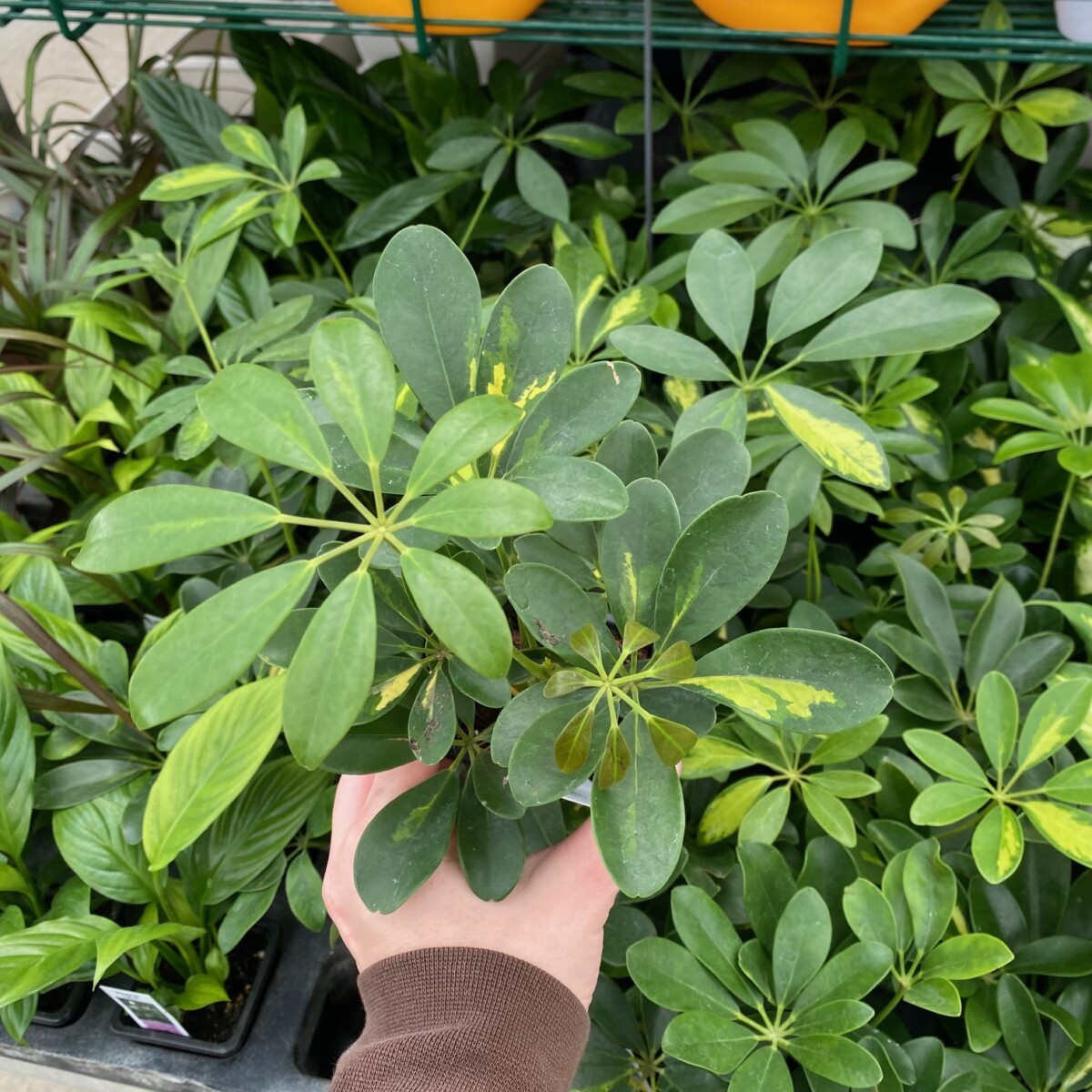 Hawaiian Schefflera Plant