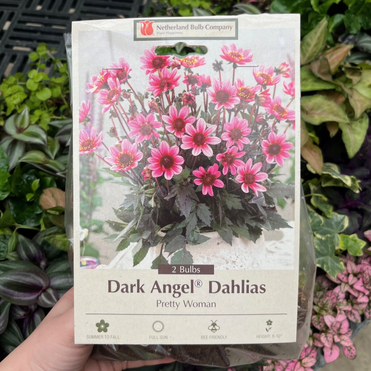 Dark Angel Dahlia, Pretty Woman (2 bulbs) - Klein's Floral & Greenhouses