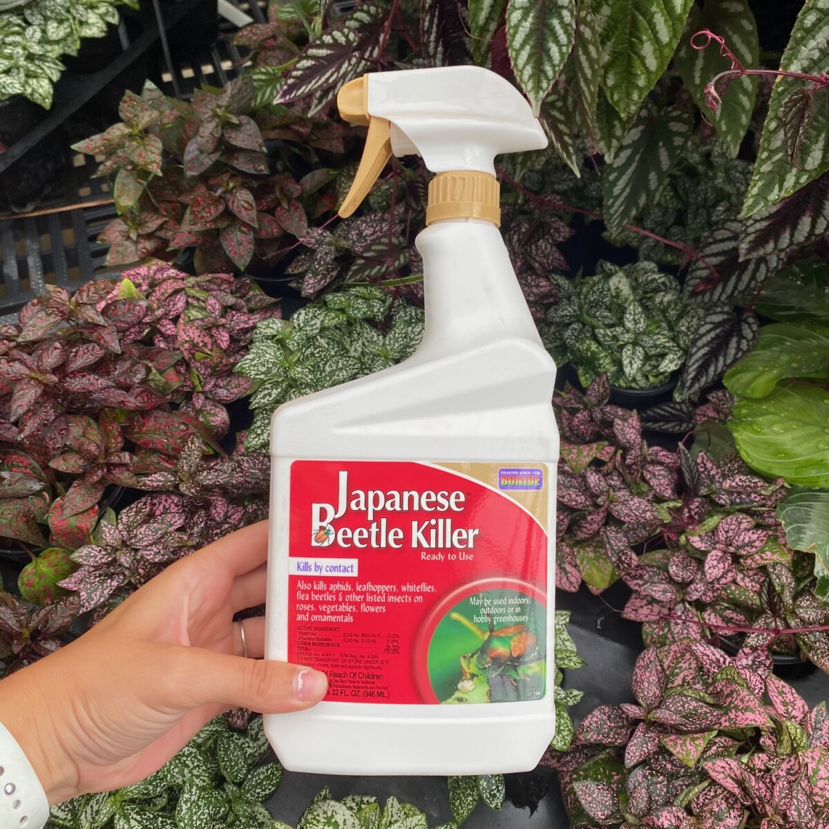 Bonide Japanese Beetle Killer Ready to Use 32oz - Klein's Floral ...