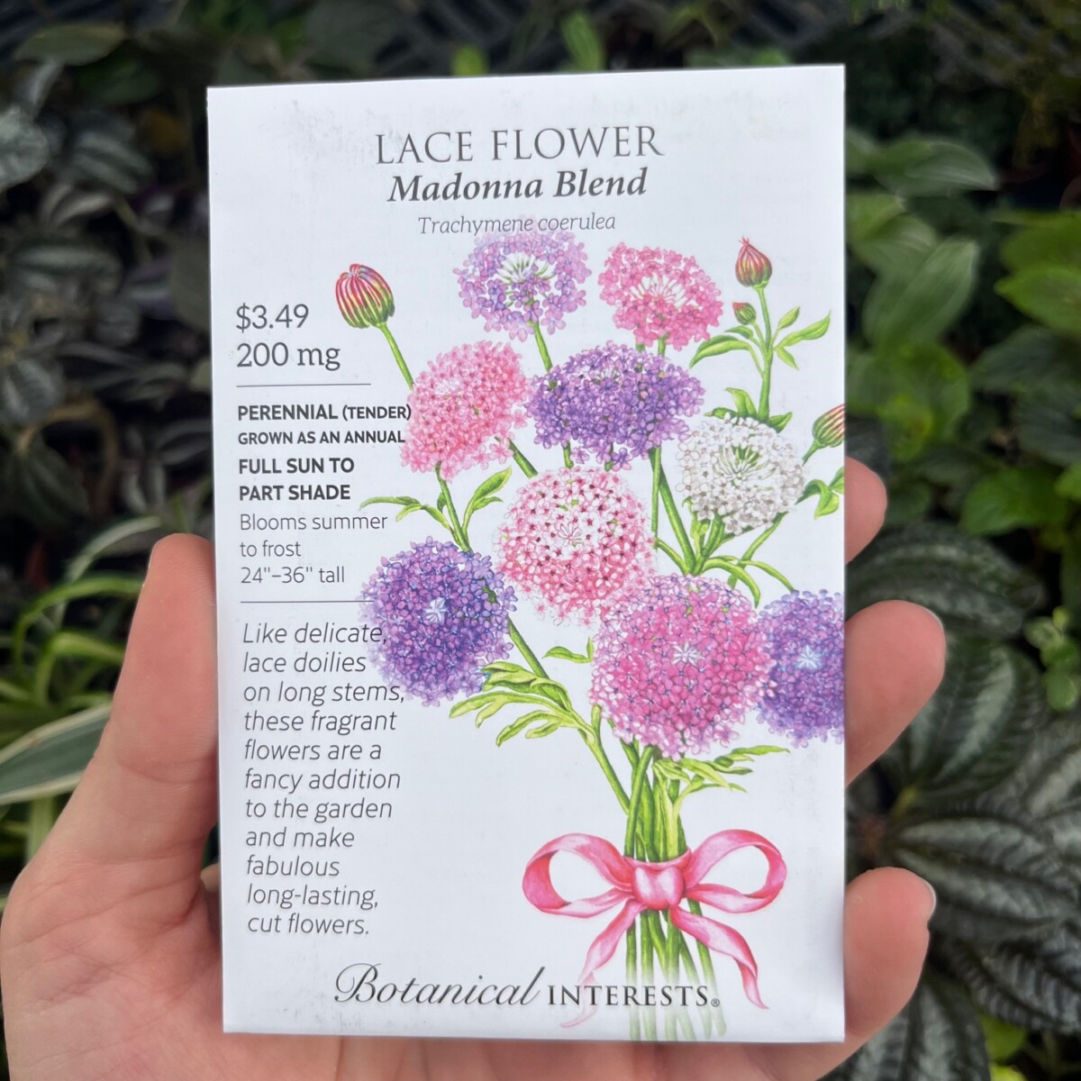 Botanical Interests Madonna Blend Lace Flower - Klein's Floral ...