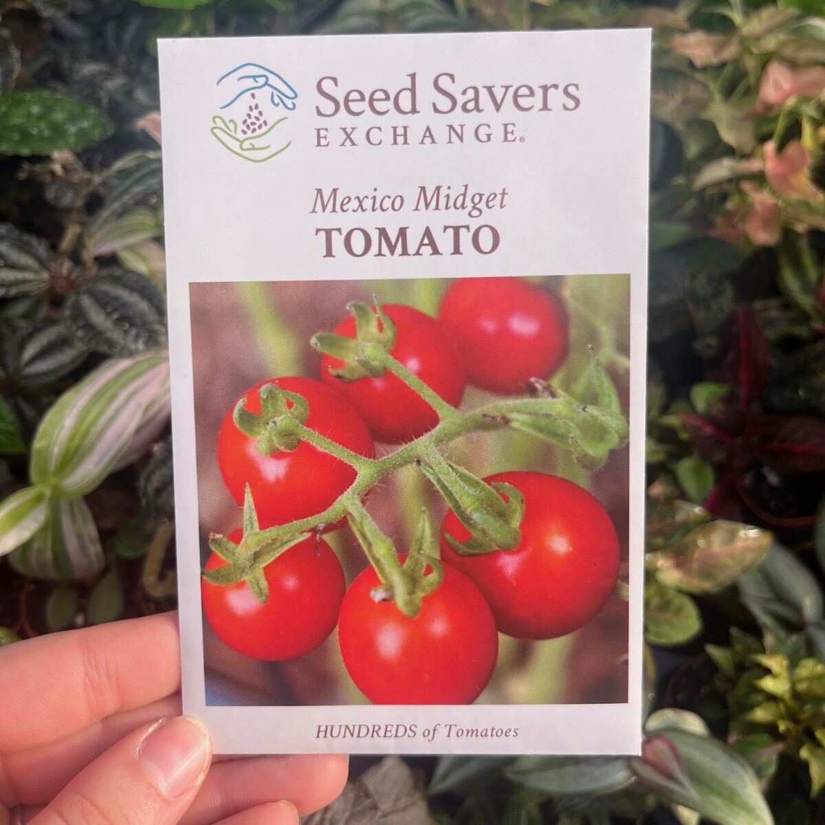 Seed Savers Tomato Mexico Midget - Klein's Floral & Greenhouses