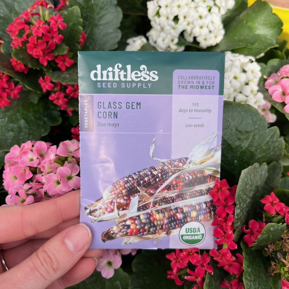 Driftless Seed Supply Glass Gem Corn - Klein's Floral & Greenhouses
